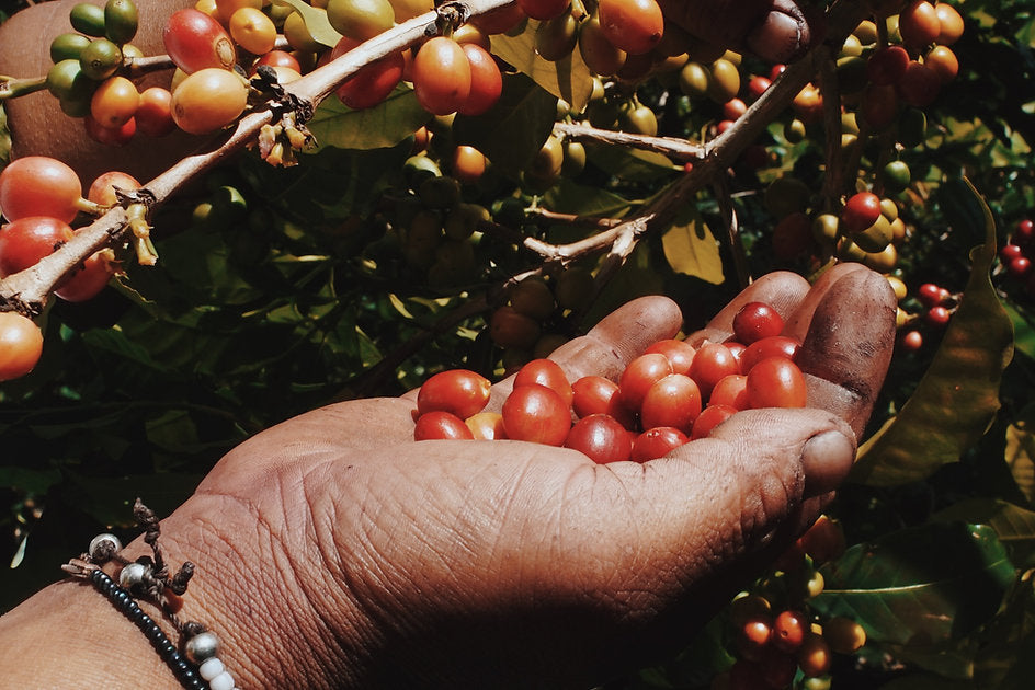 Products – Wild Cacao Collective