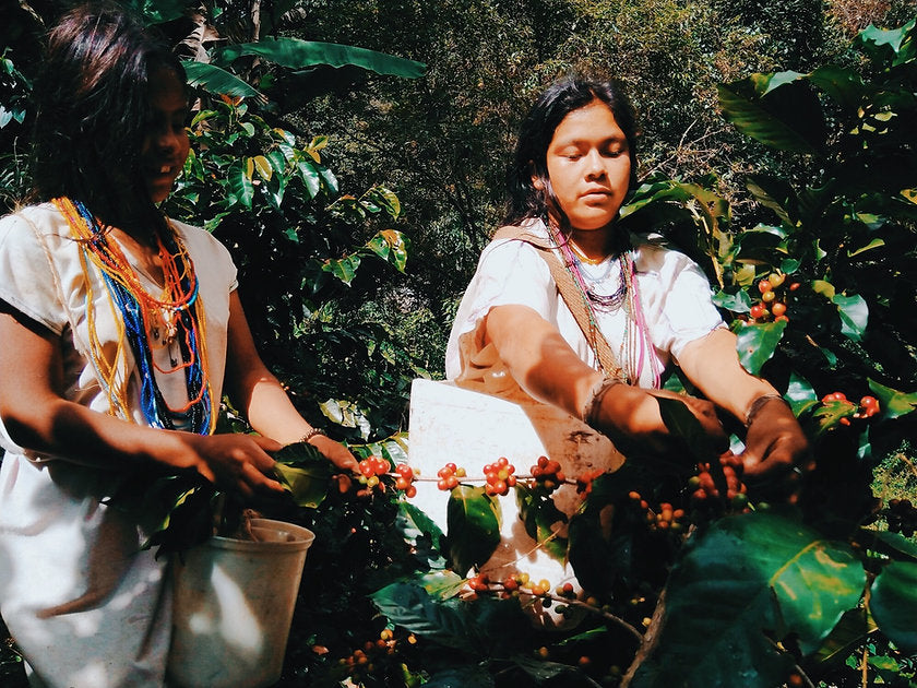 Products – Wild Cacao Collective